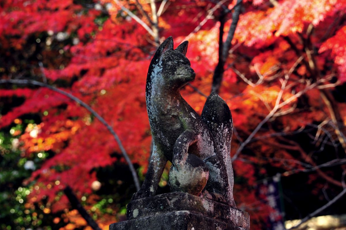 秋色きつね | GANREF