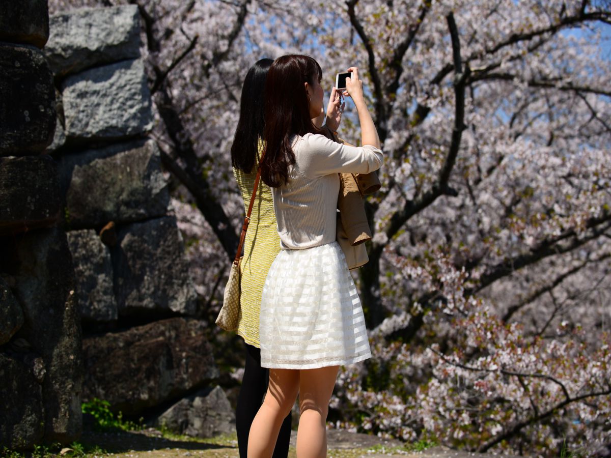 さくら咲く－1 | GANREF