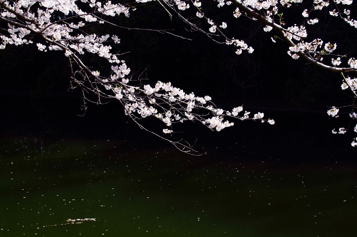 sakura vol.5 | GANREF