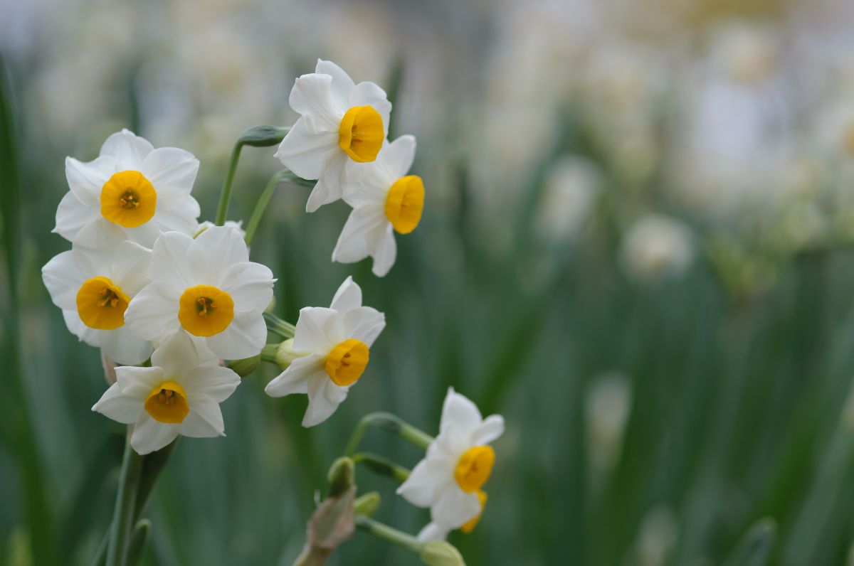 清らに香る | GANREF