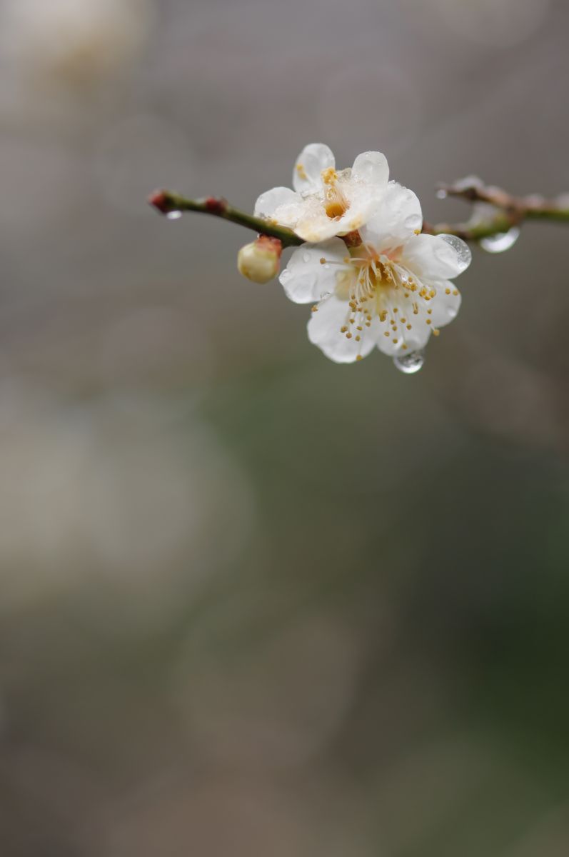 winter tearsⅡ | GANREF