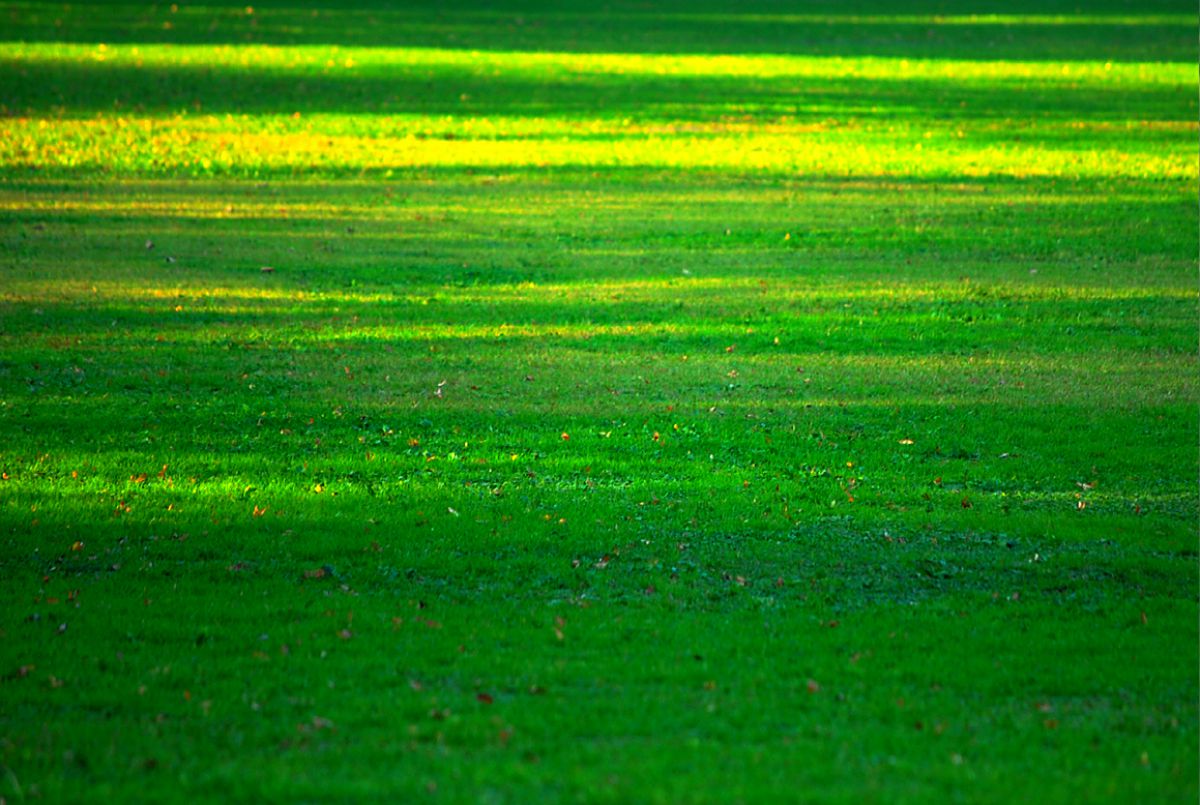 Green gradation | GANREF