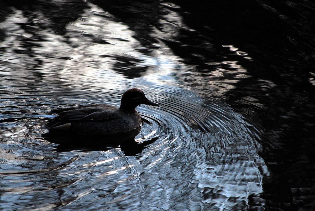 winter pool | GANREF