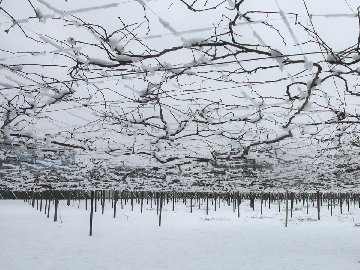 snowy grape vine trellis | GANREF