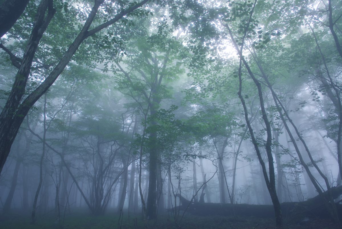 through the forest | GANREF