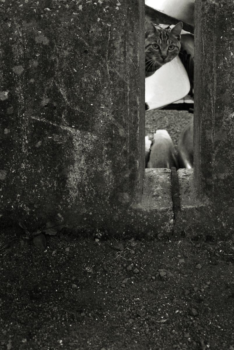 国境の瞳 | GANREF