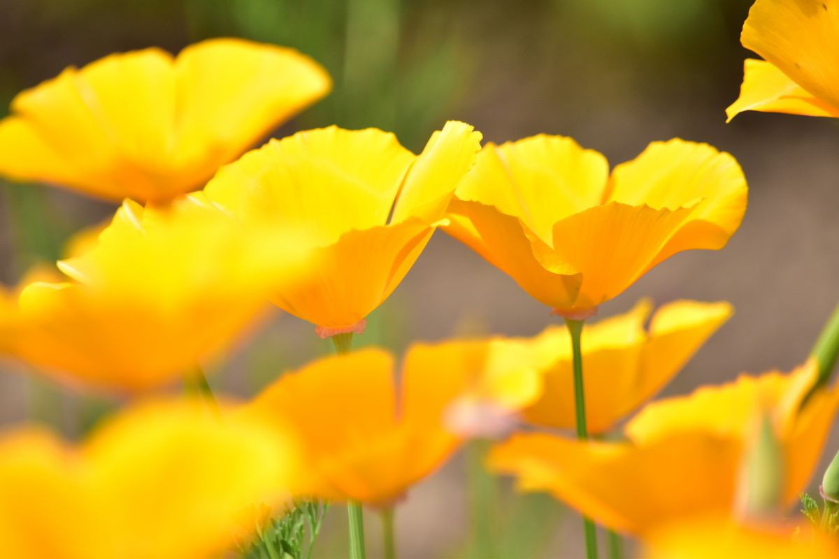 YELLOW DANCER | GANREF