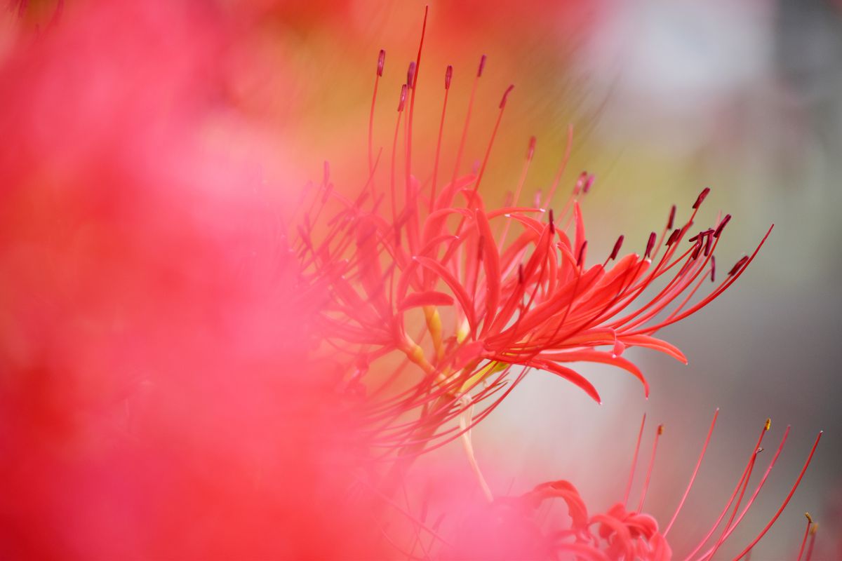 優しさに包まれて | GANREF