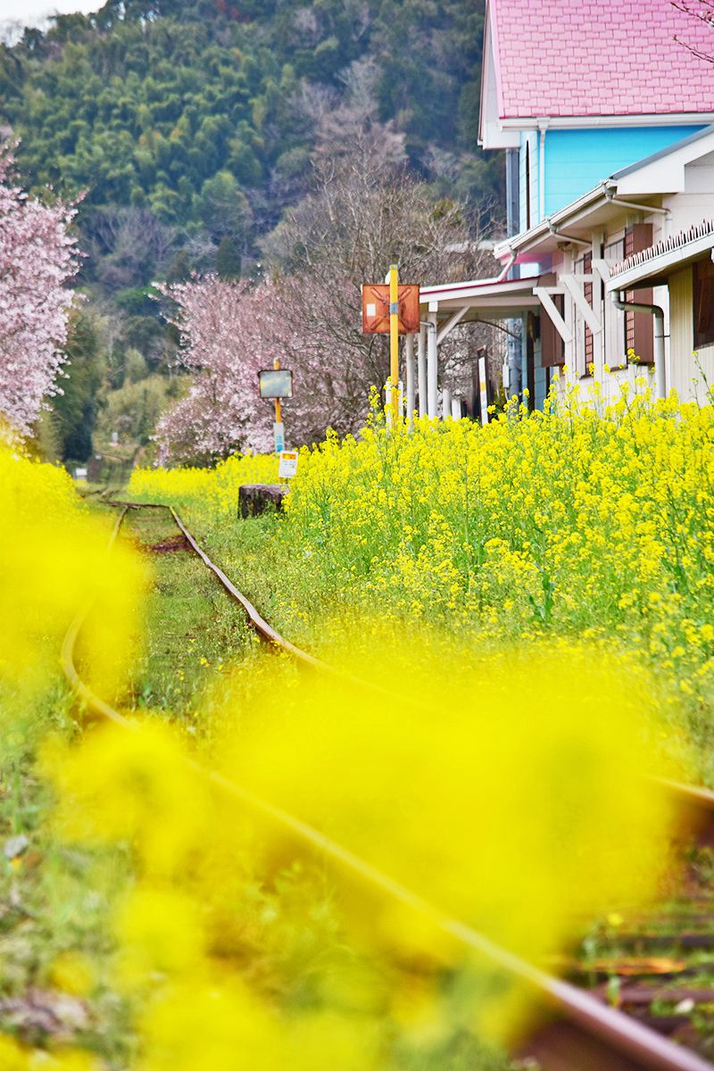 菜の花の咲く駅 | GANREF