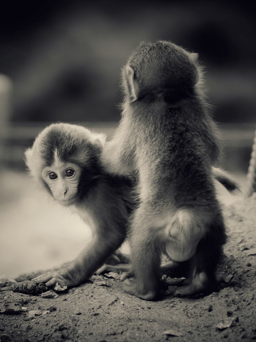 little monkey | GANREF