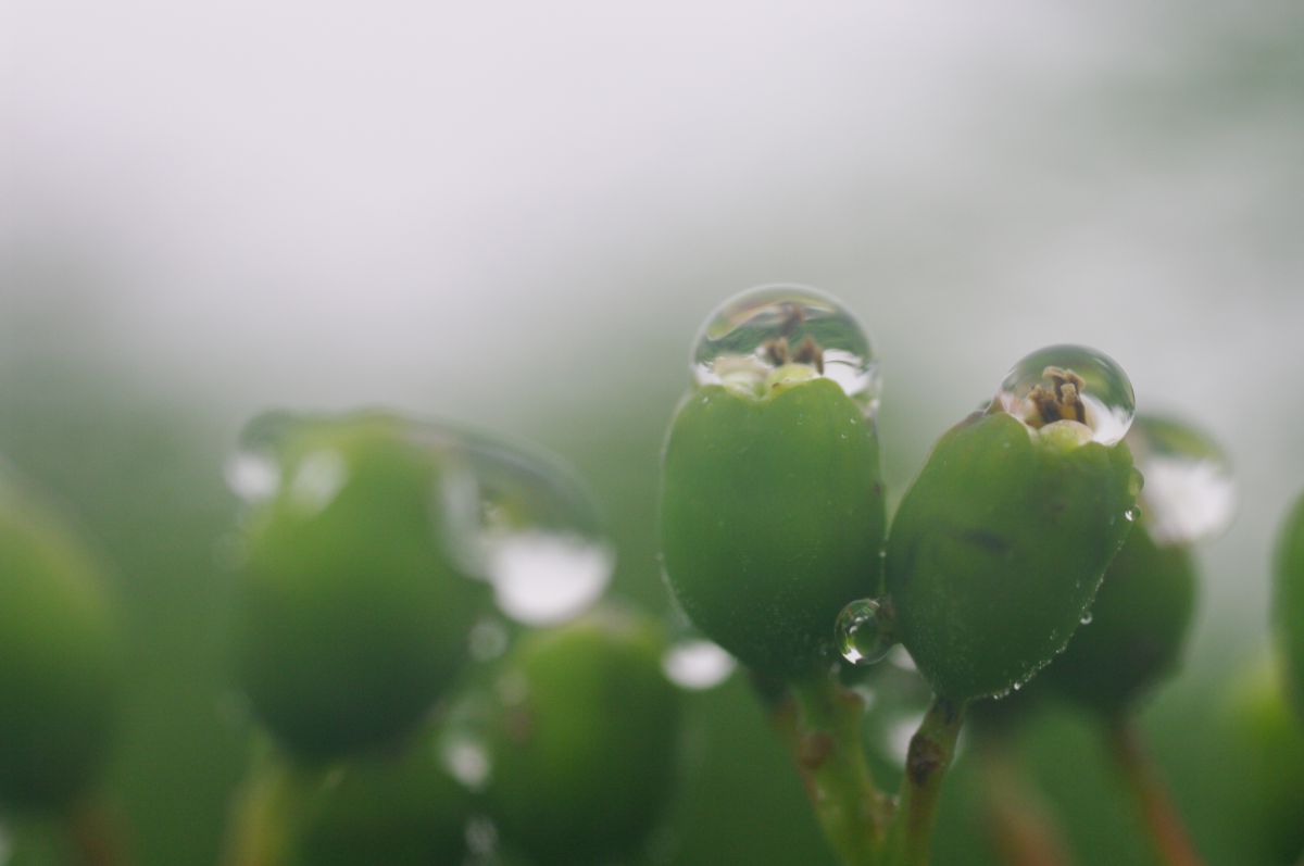 水の帽子 | GANREF