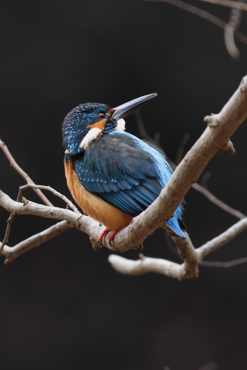 voltarsi～振り向く | GANREF