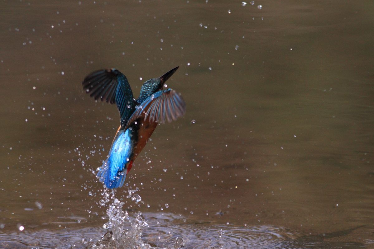 春風シンフォニー | GANREF