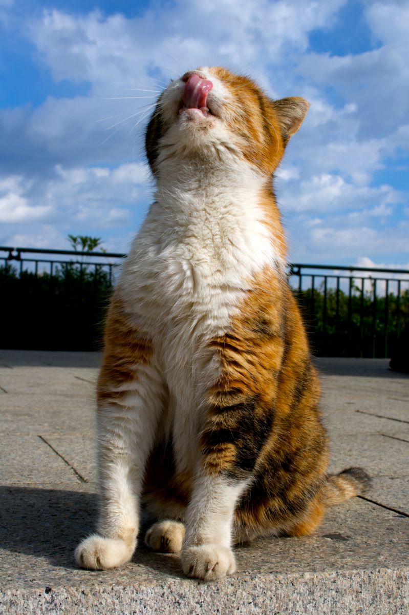 Licking the Cloud | GANREF