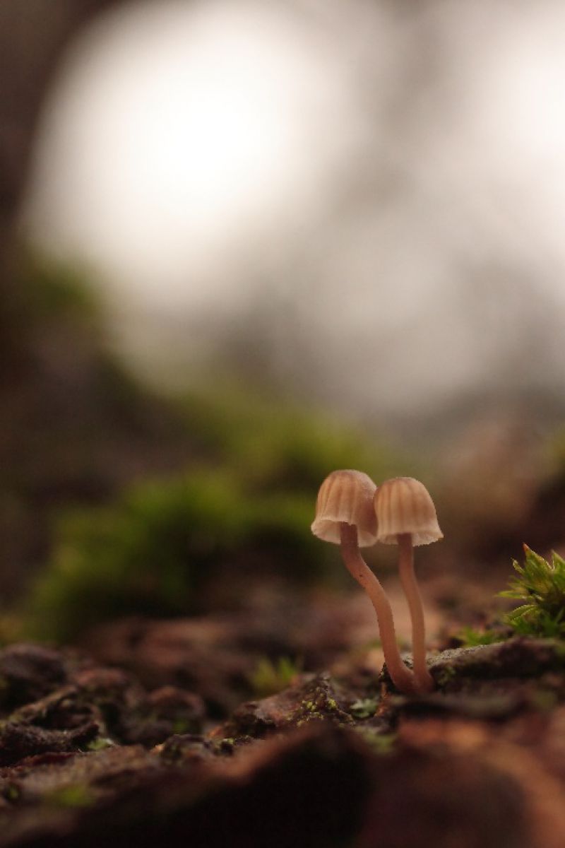 恋する二人 | GANREF