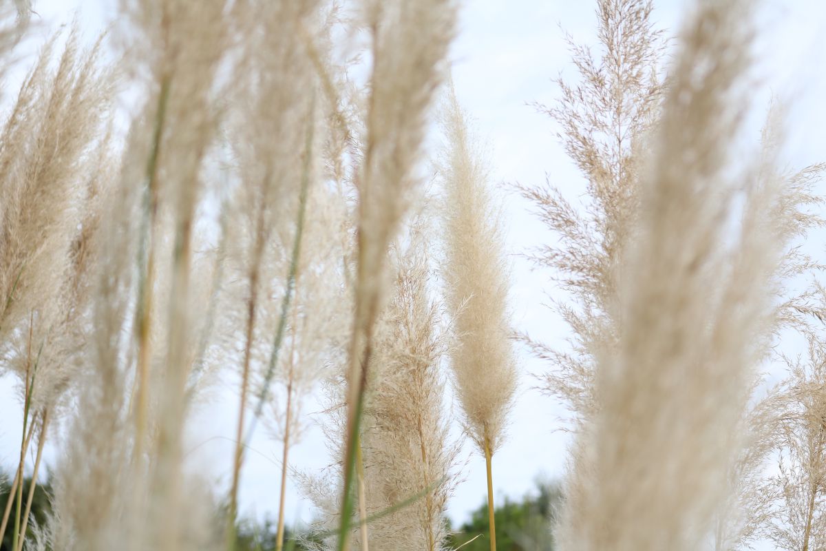 White Autumn | GANREF