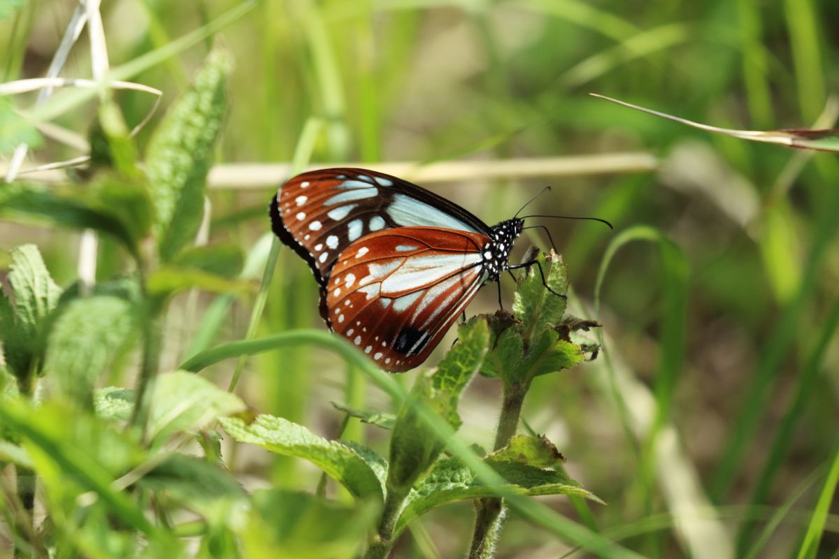 アサギマダラ その1 | GANREF