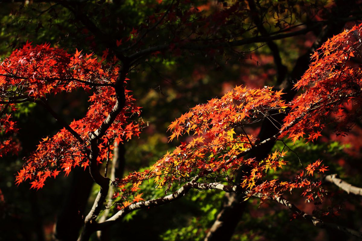 “021”紅葉 | GANREF