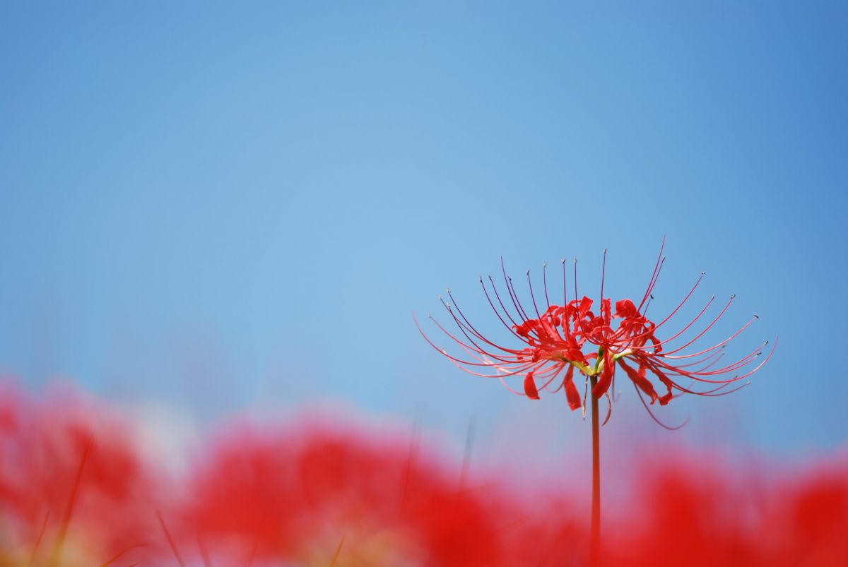 空にむかって・・・ | GANREF