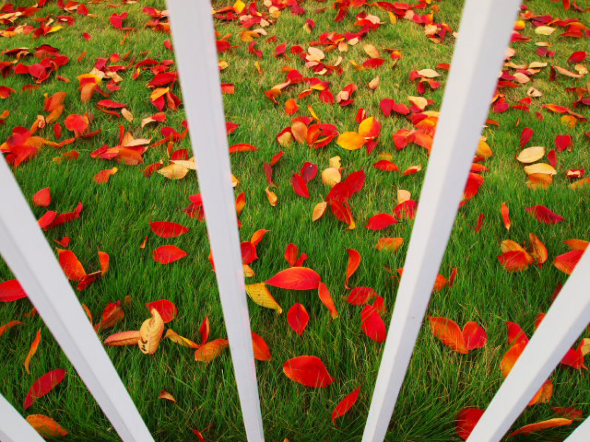 Fallen leaf | GANREF