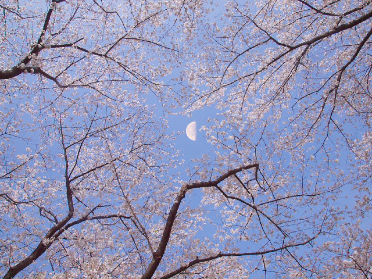 Cherry Moon | GANREF