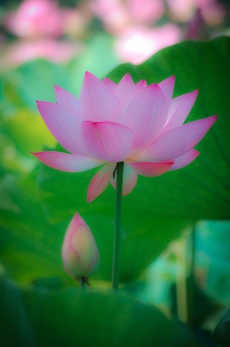 lotus2015_002 | GANREF