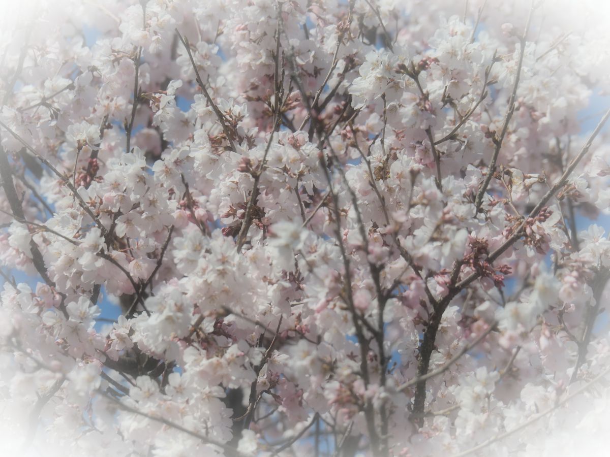 In full bloom ～満開～ | GANREF