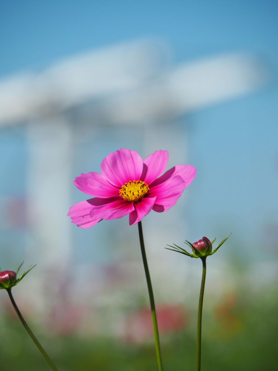 Three Sisters | GANREF