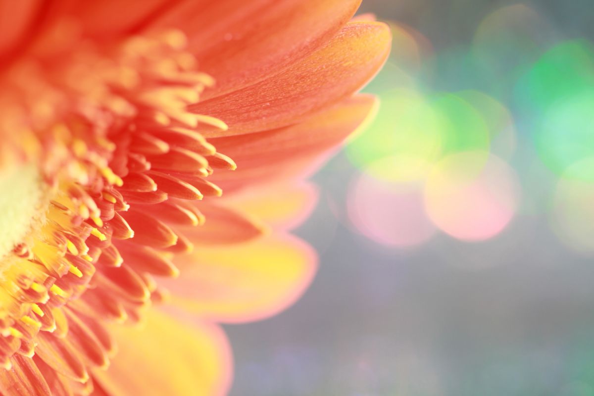 You are my sunshine | GANREF