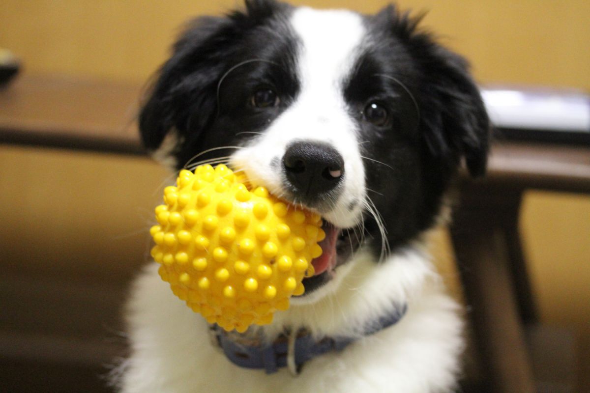 コレ、ボクの・・・。 | GANREF