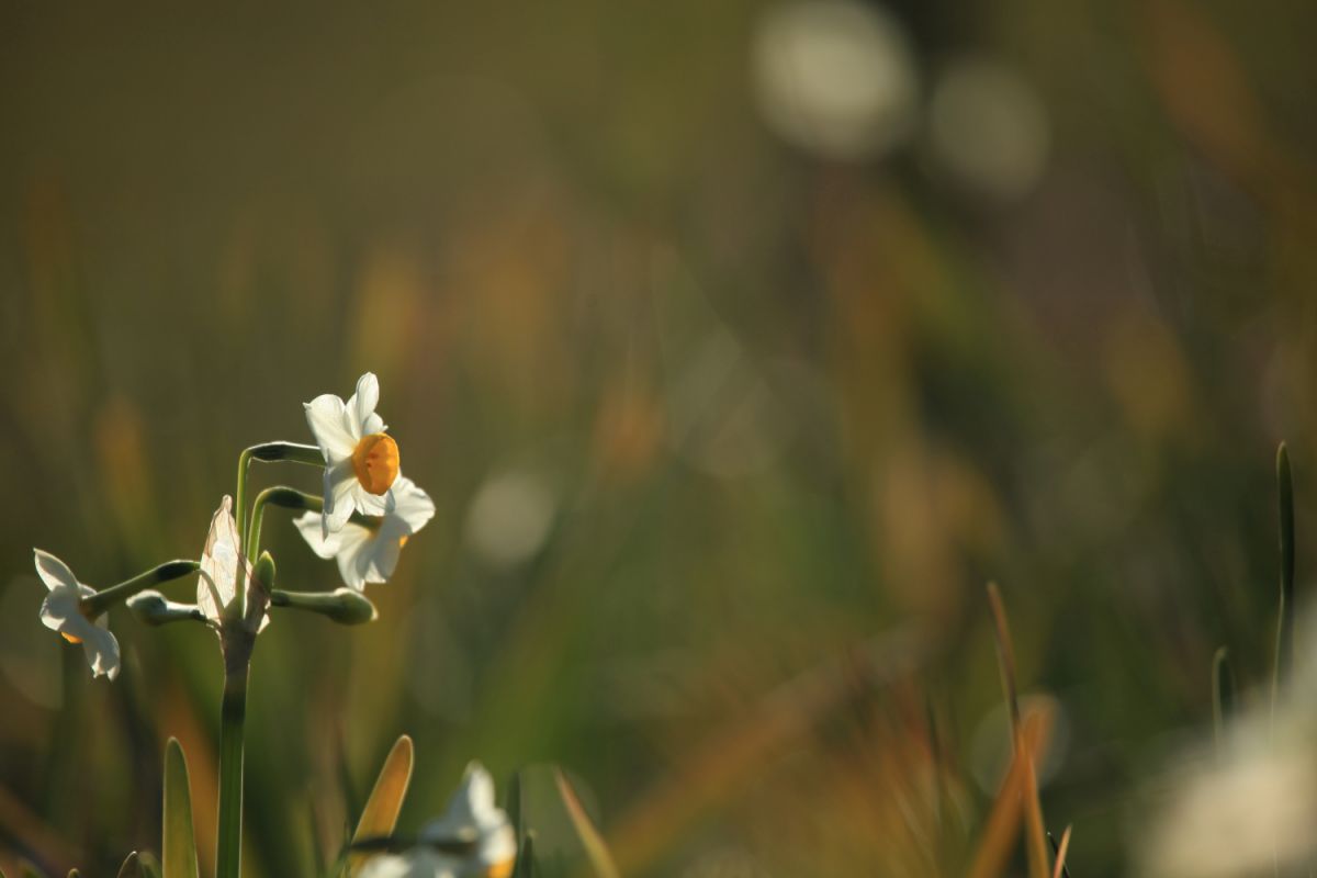 春を待つ・・・。 | GANREF