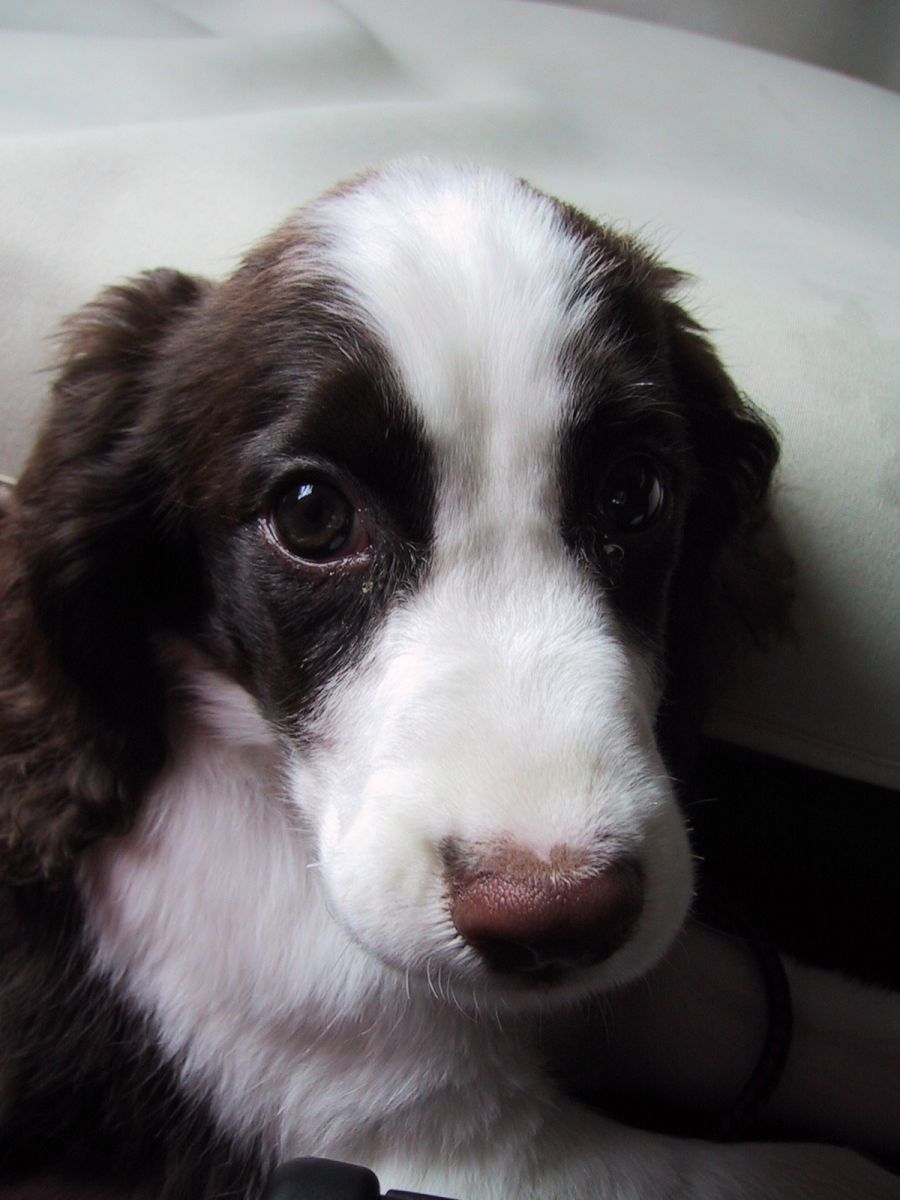 もう一人の家族、実実 | GANREF