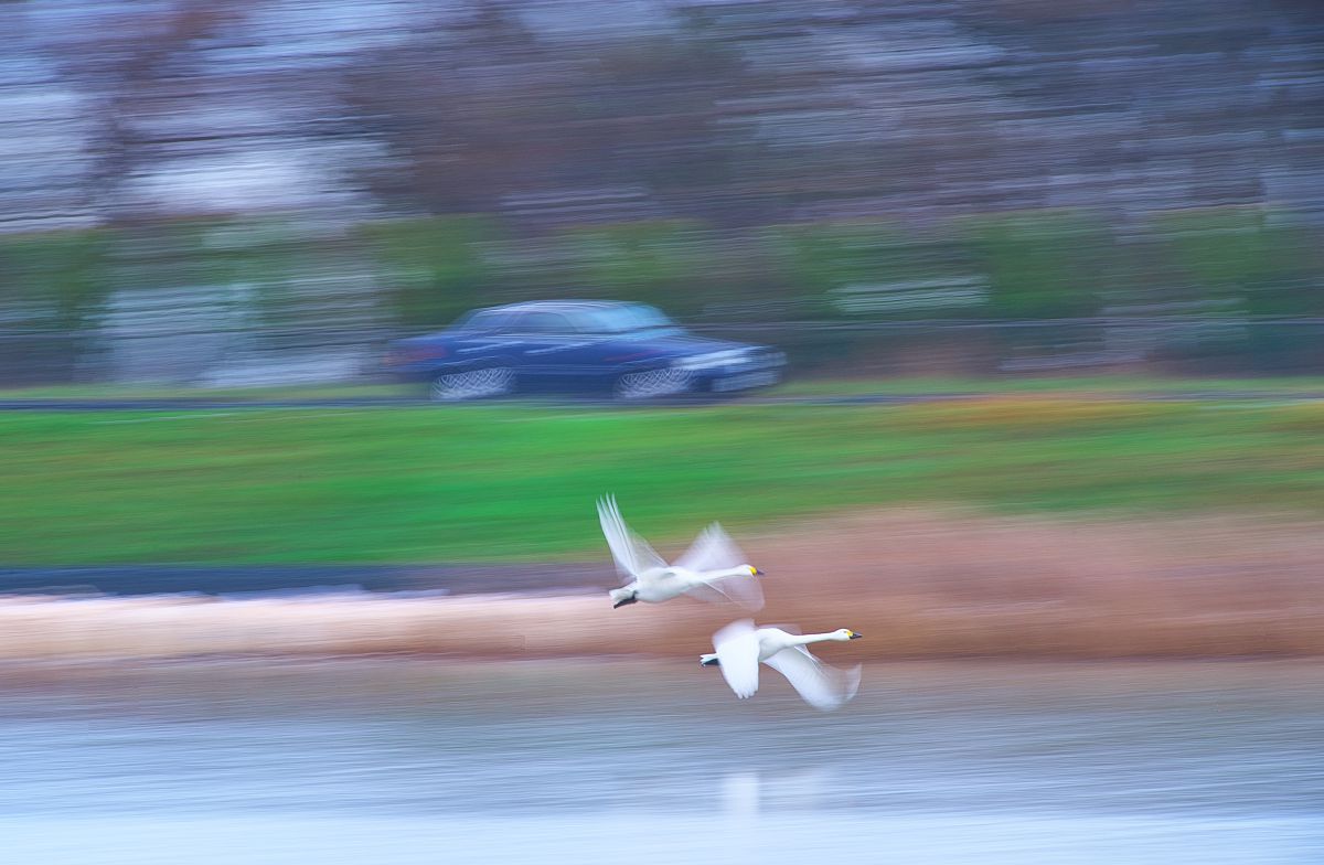 わ～い 僕らの方が速いぞ～ | GANREF