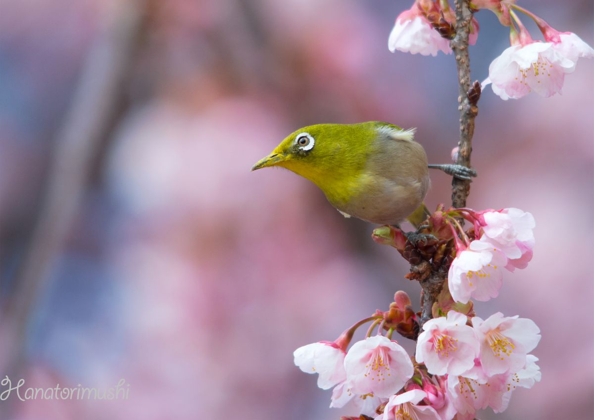 春が来た | GANREF