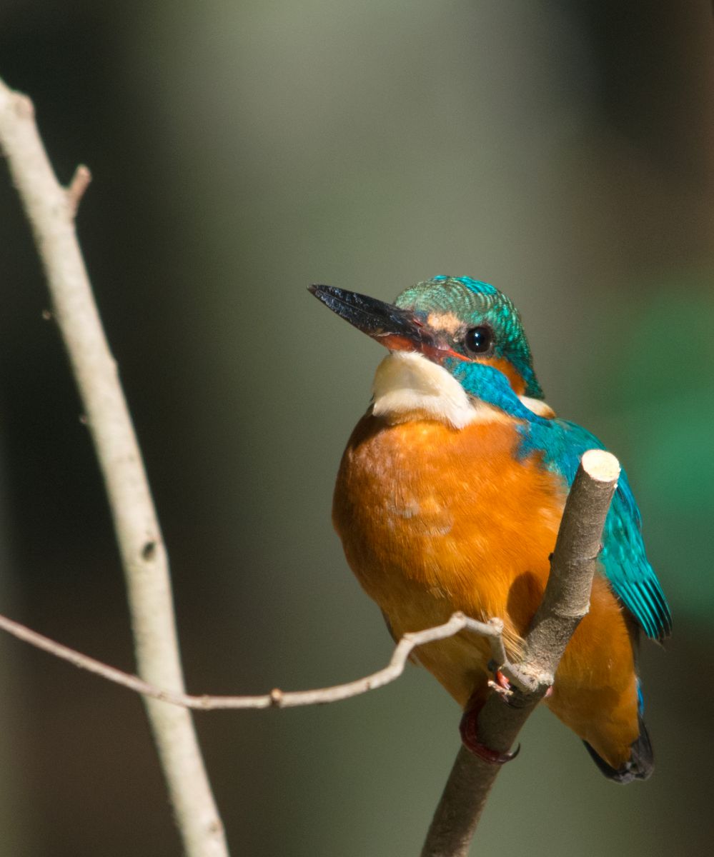 白いアゴひげ | GANREF