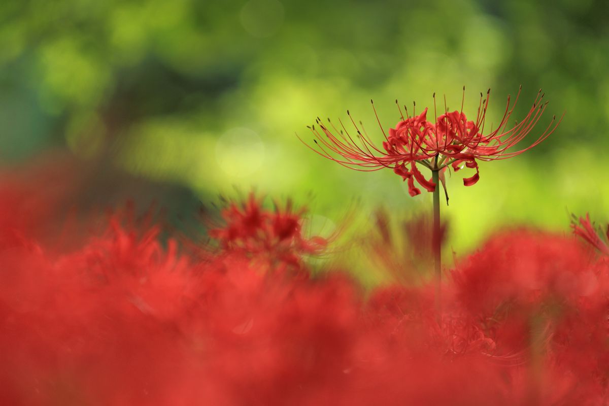 緋色の杜 | GANREF