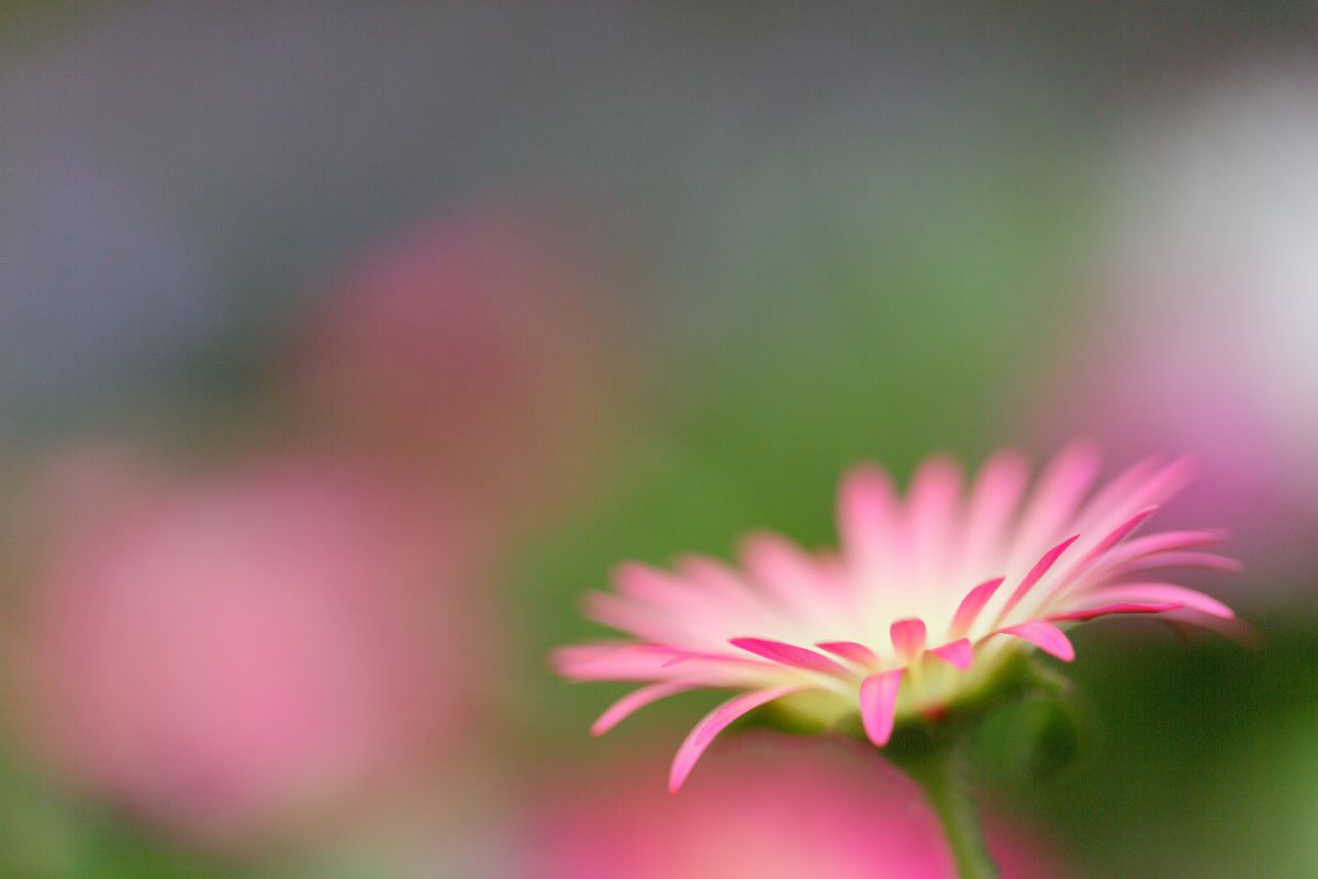 A Midsummer Night's Dream | GANREF