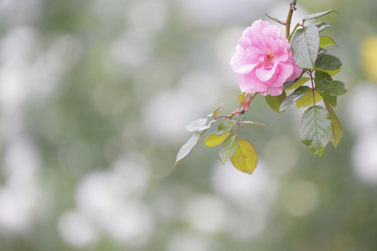 花しぐれ | GANREF