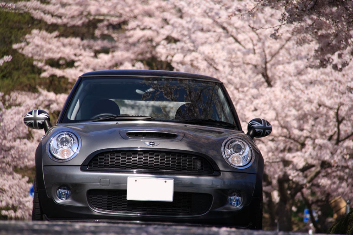 MINIと桜 | GANREF