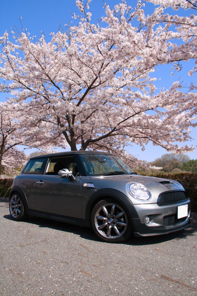 MINIと桜 | GANREF