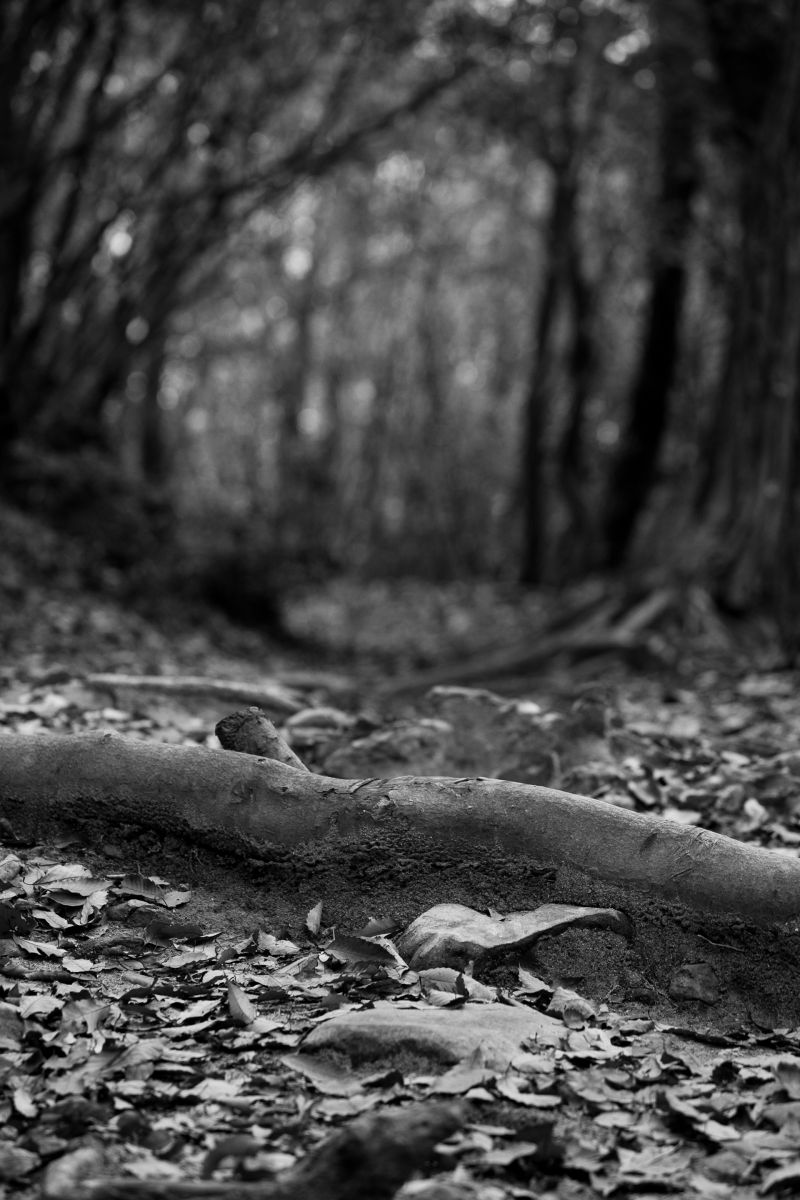 Trail covered with fallen leaves | GANREF