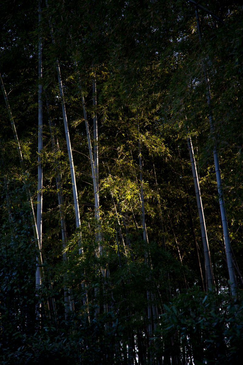 Bamboo in the darkness | GANREF