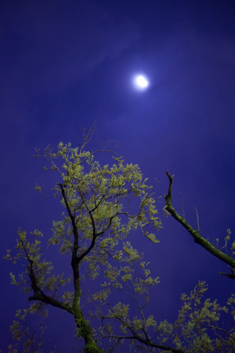 蒼夜の桜 | GANREF