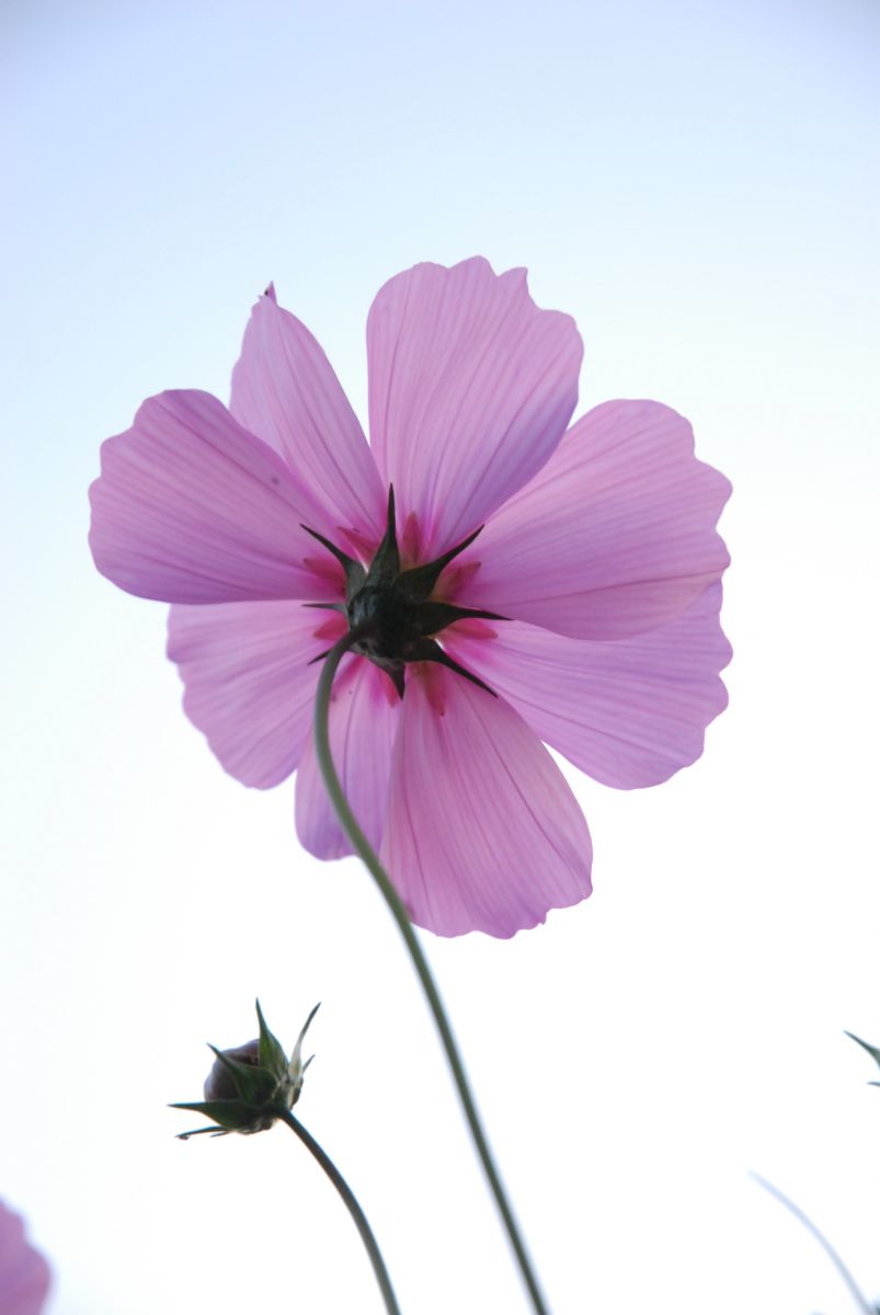 可憐な姿に魅せられて | GANREF