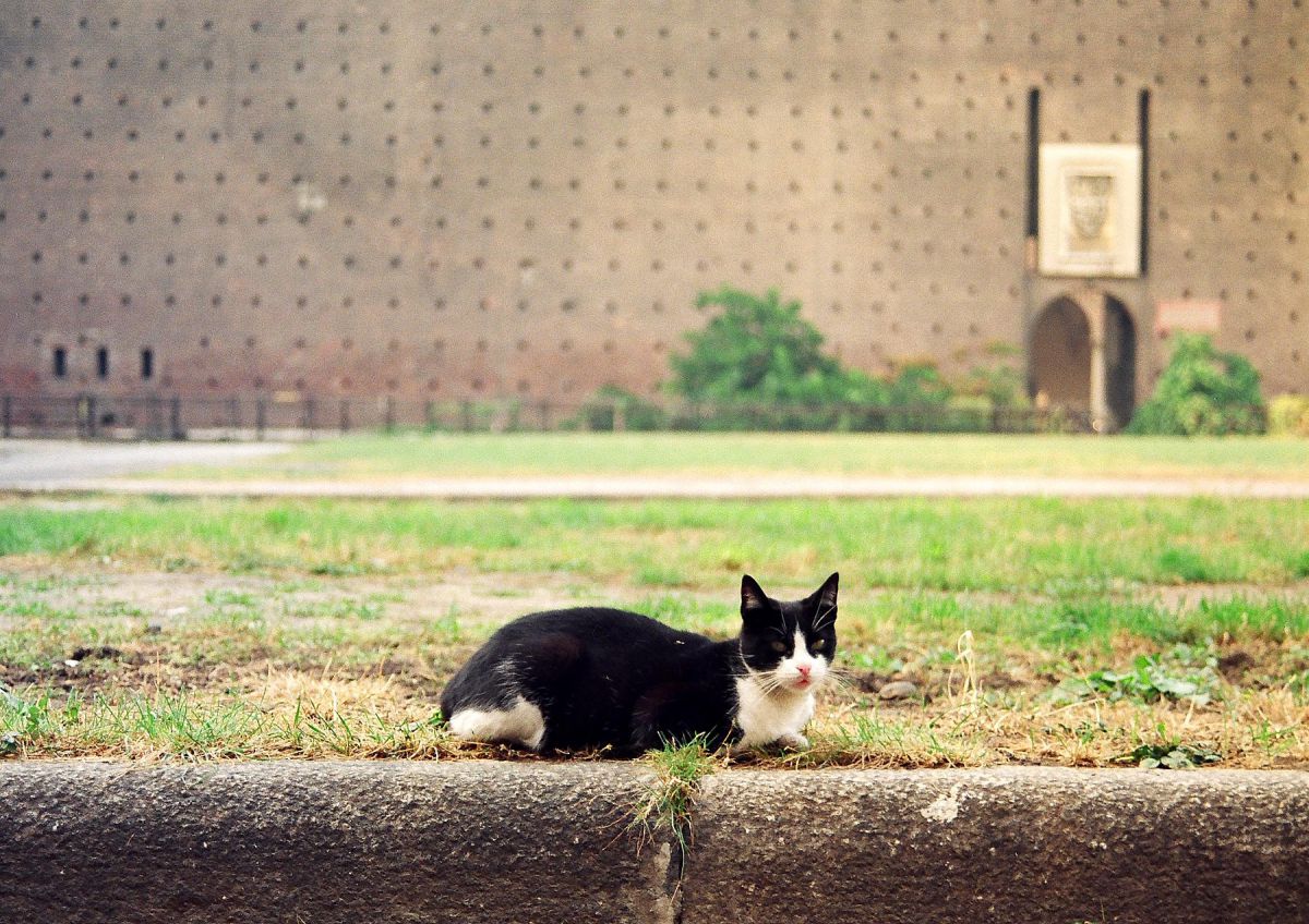 古城の猫 | GANREF