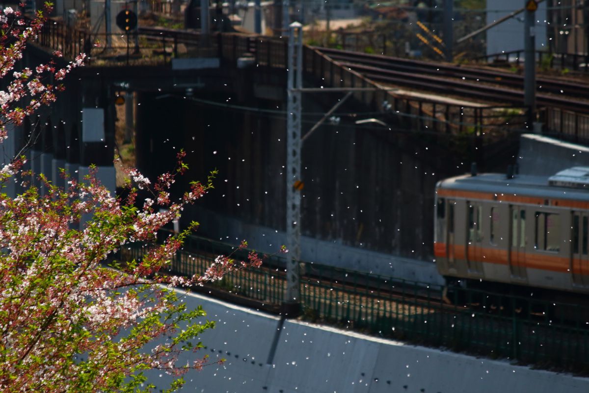 花 散りゆく | GANREF