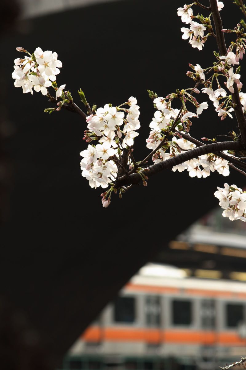 聖橋の桜 | GANREF