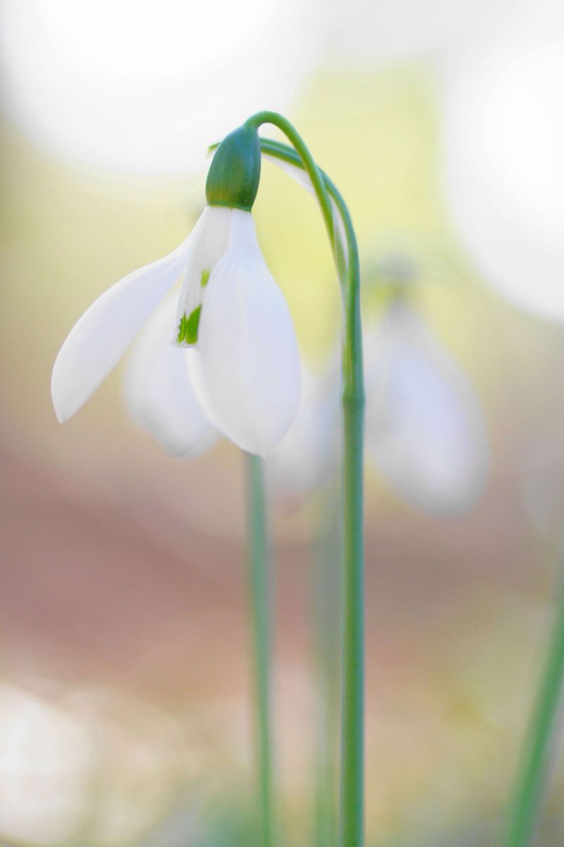 snow drop | GANREF