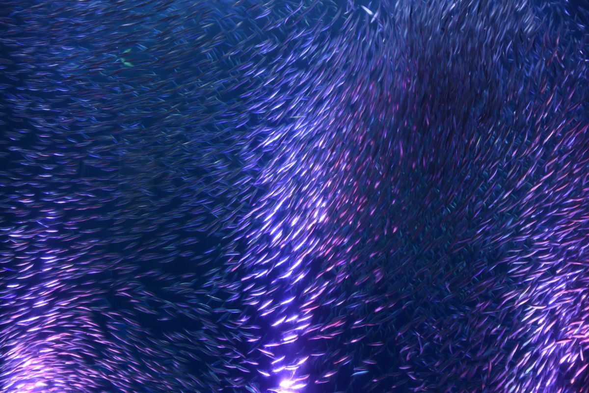 Dance performance | GANREF