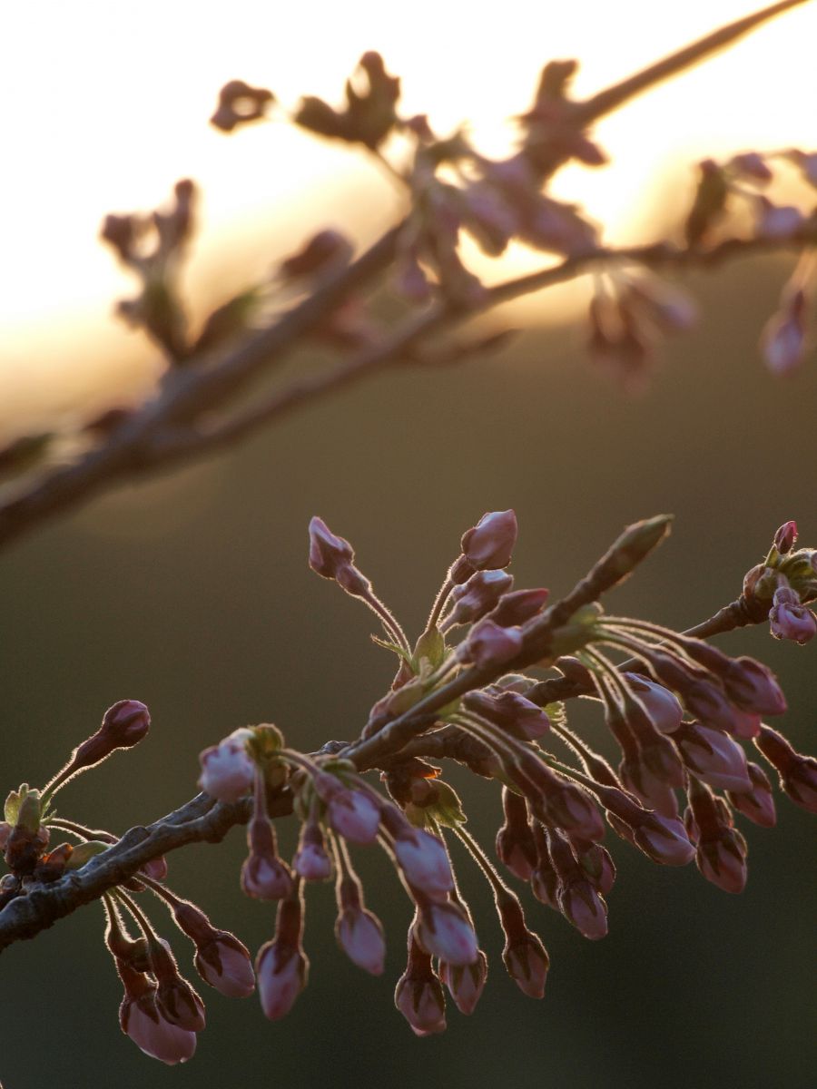 あと少し･･･ | GANREF